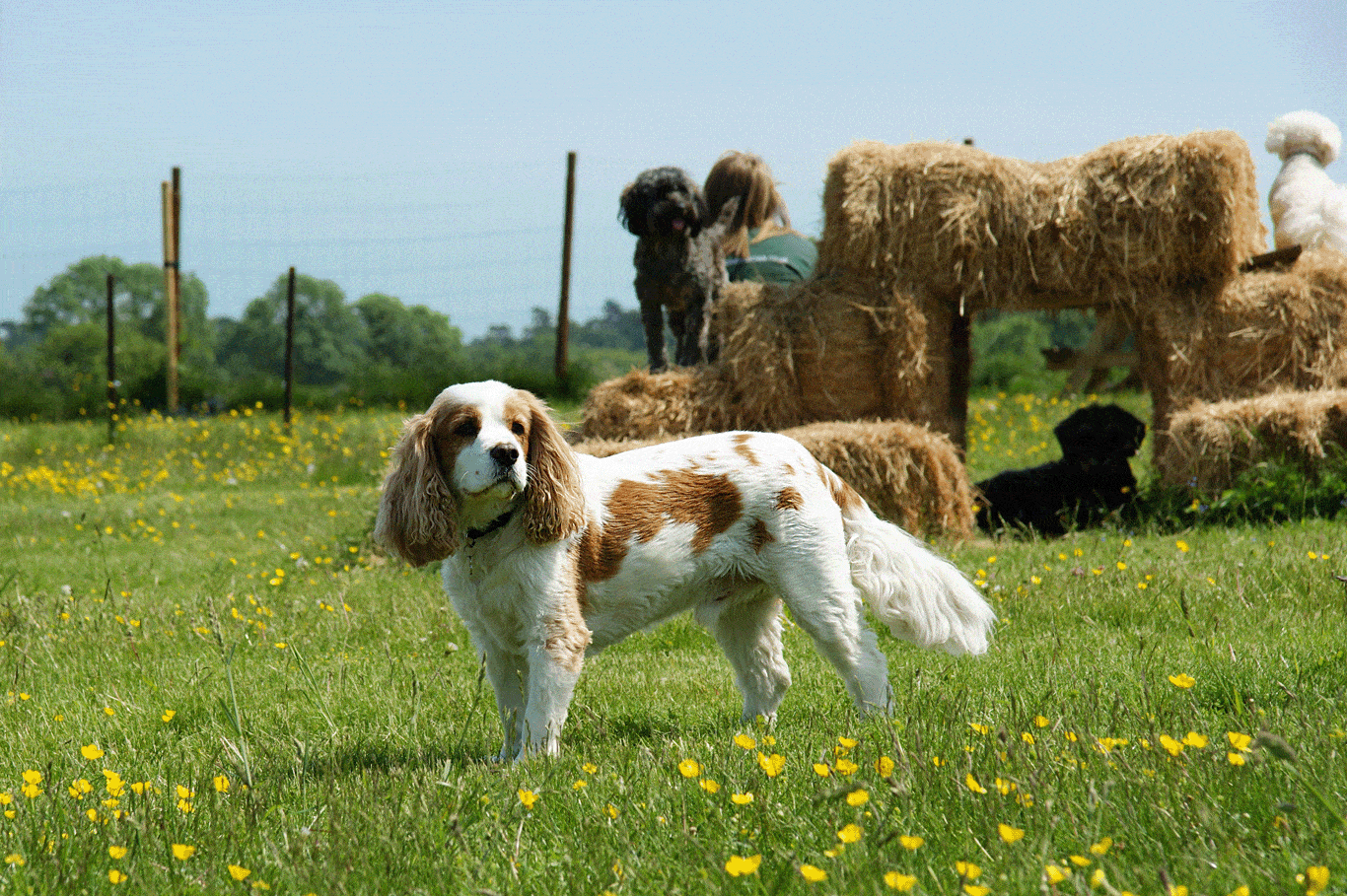 Doggy Day Care Wandsworth | Acres 4 Dogs