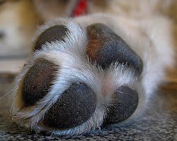 Hot Pavements and Dogs - Acres 4 Dogs Daycare