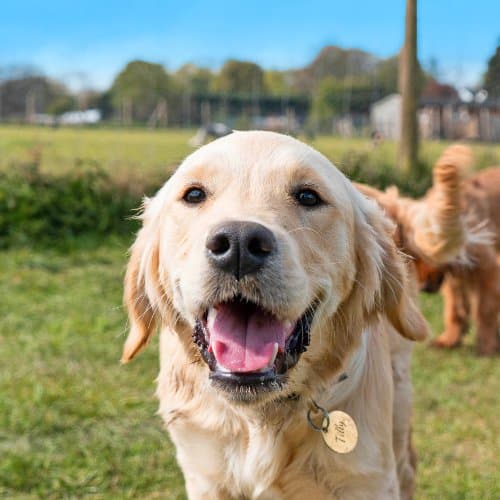 How Often Can My Dog Attend Doggy Day Care? - Acres 4 Dogs