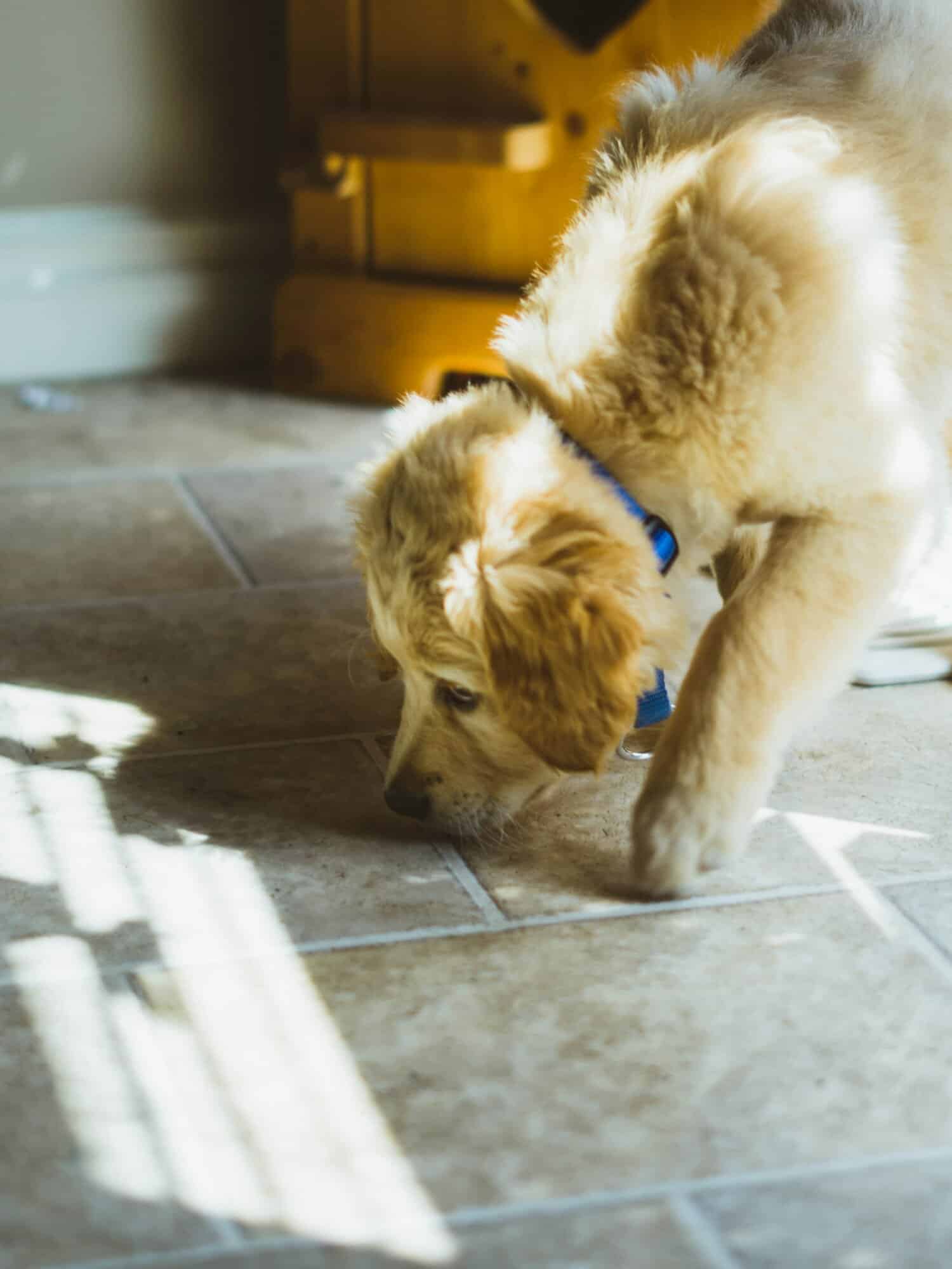 Scent-sational Secrets: How Good Is My Dog's Sense of Smell? - Acres 4 ...