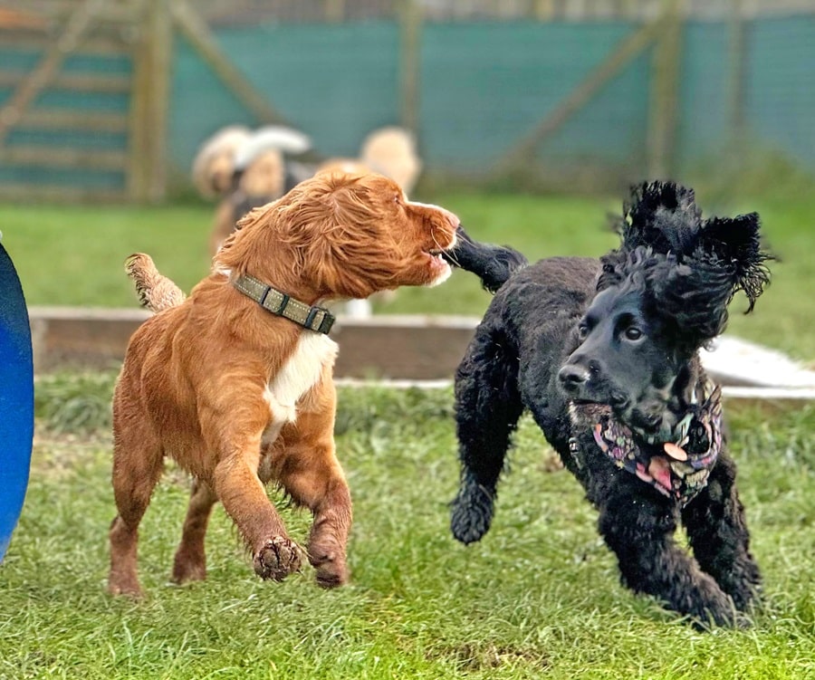5 Benefits of Doggy Day Care for Busy Pet Owners - Acres 4 Dogs