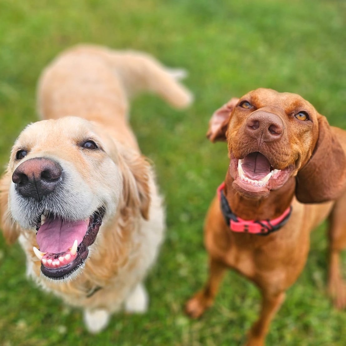 Doggy Day Care Balham - SW12 - Acres 4 Dogs