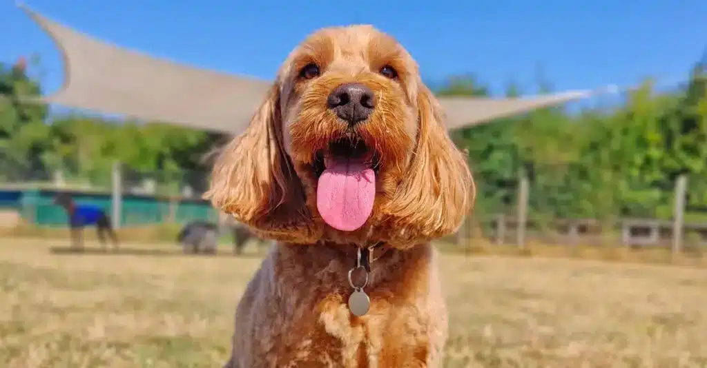 Doggy Day Care Sutton | Acres 4 Dogs