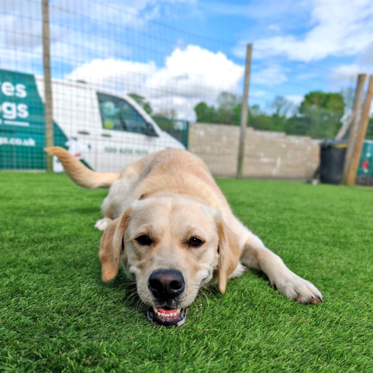 Doggy Day Care Roehampton | Acres 4 Dogss