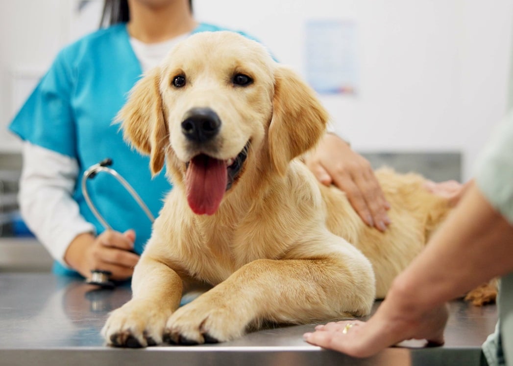 Neutering Dogs | Meaning, Cost, Process & More - Acres 4 Dogs