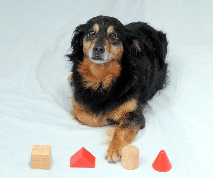 DIY Dog Enrichment Activities - Acres 4 Dogs