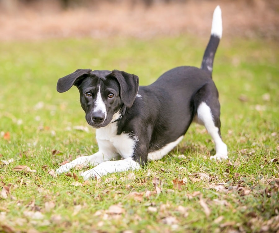Understanding Your Dog's Body Language - Acres 4 Dogs