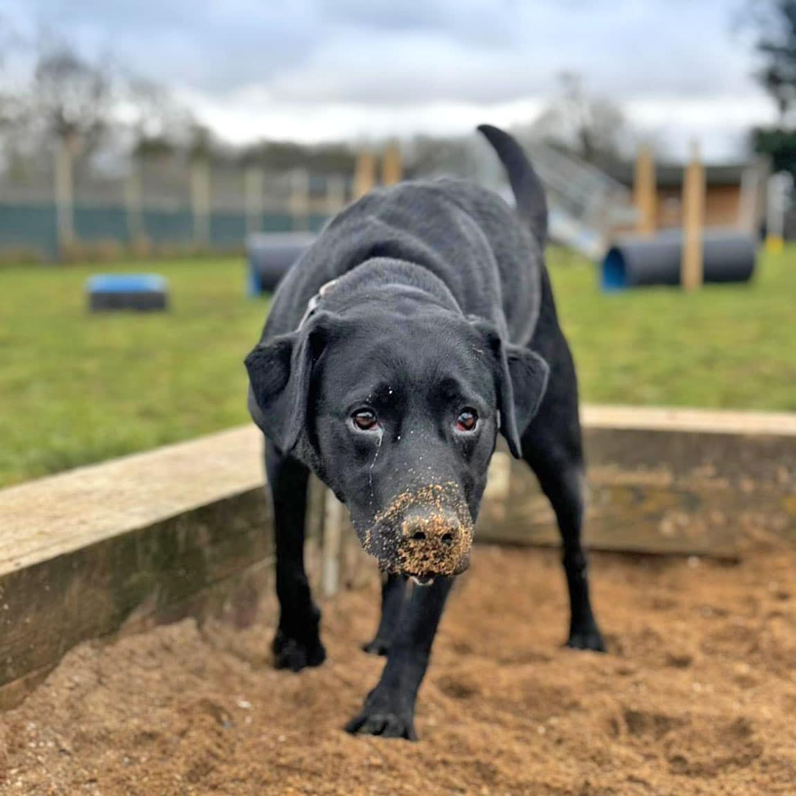 Doggy Day Care Barnes | Acres 4 Dogs
