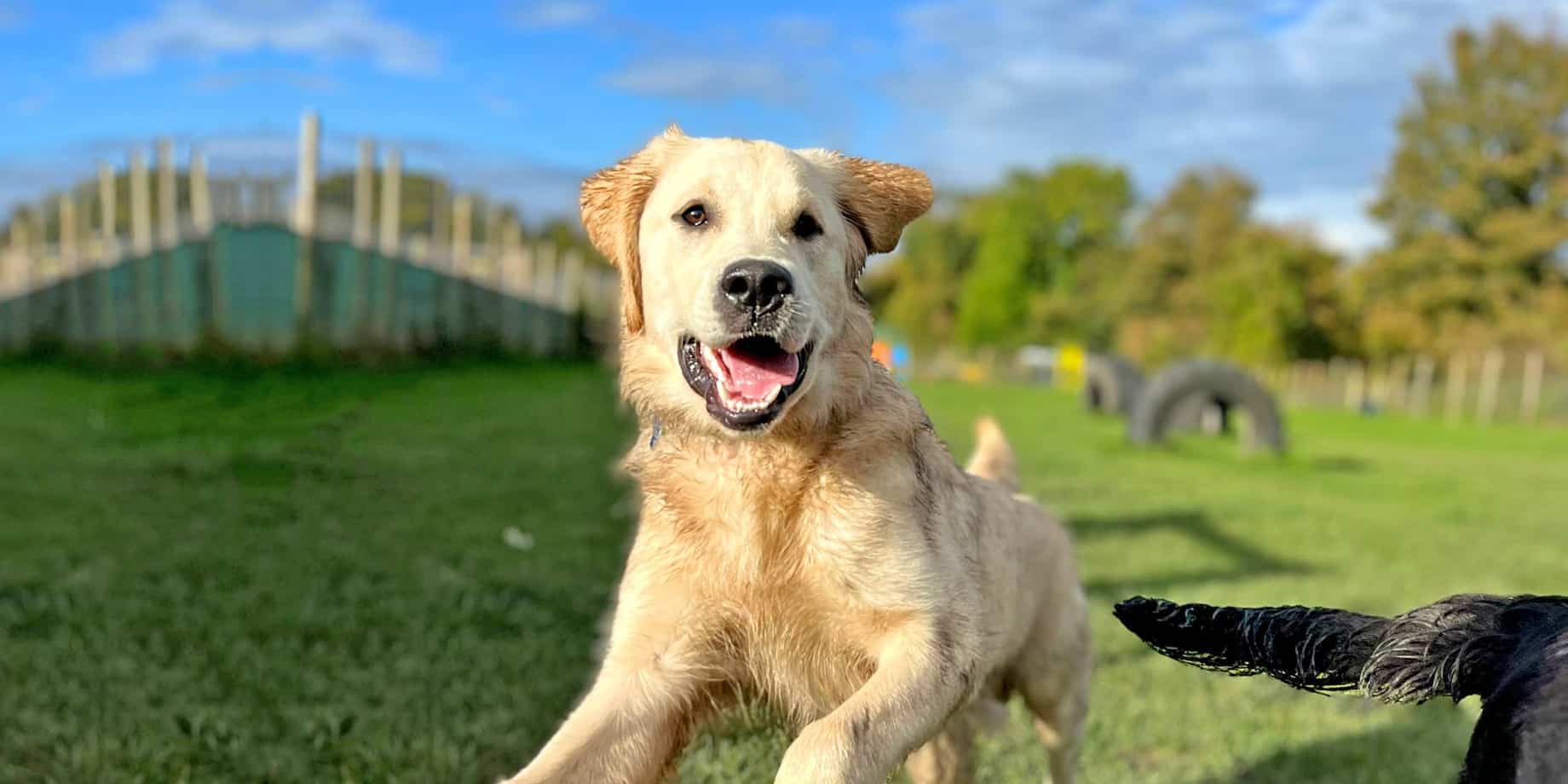 Doggy Day Care London - Acres 4 Dogs