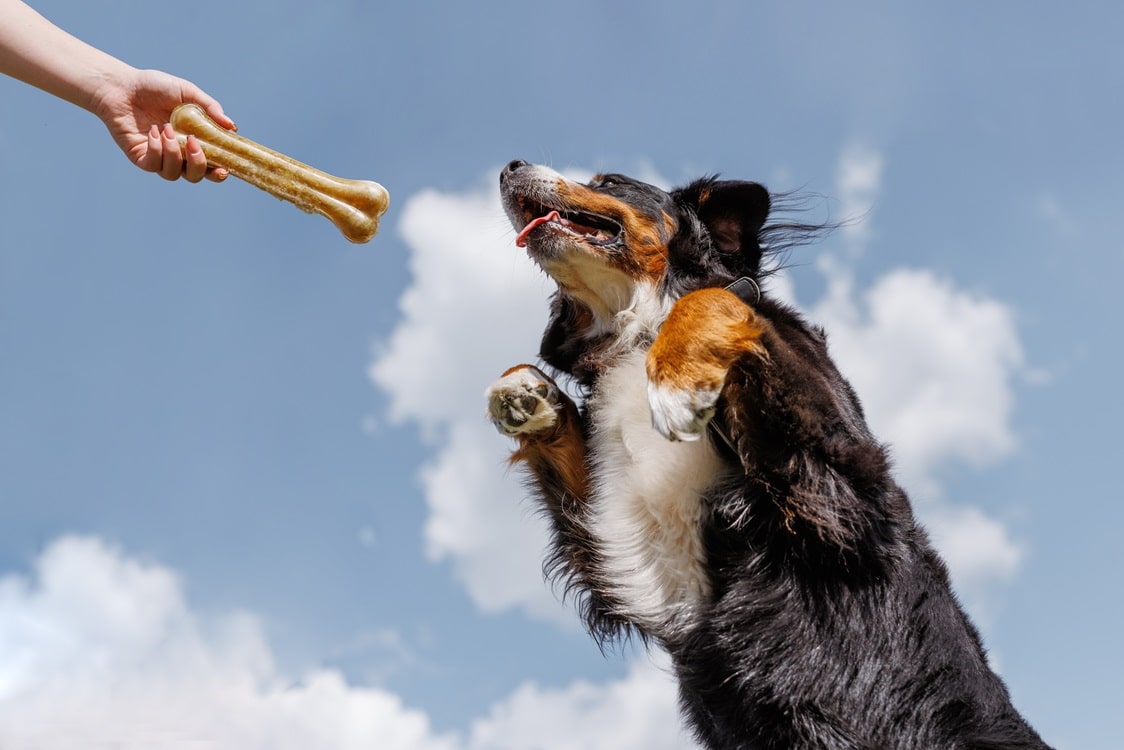 Dog Recall Training 101 - Acres 4 Dogs