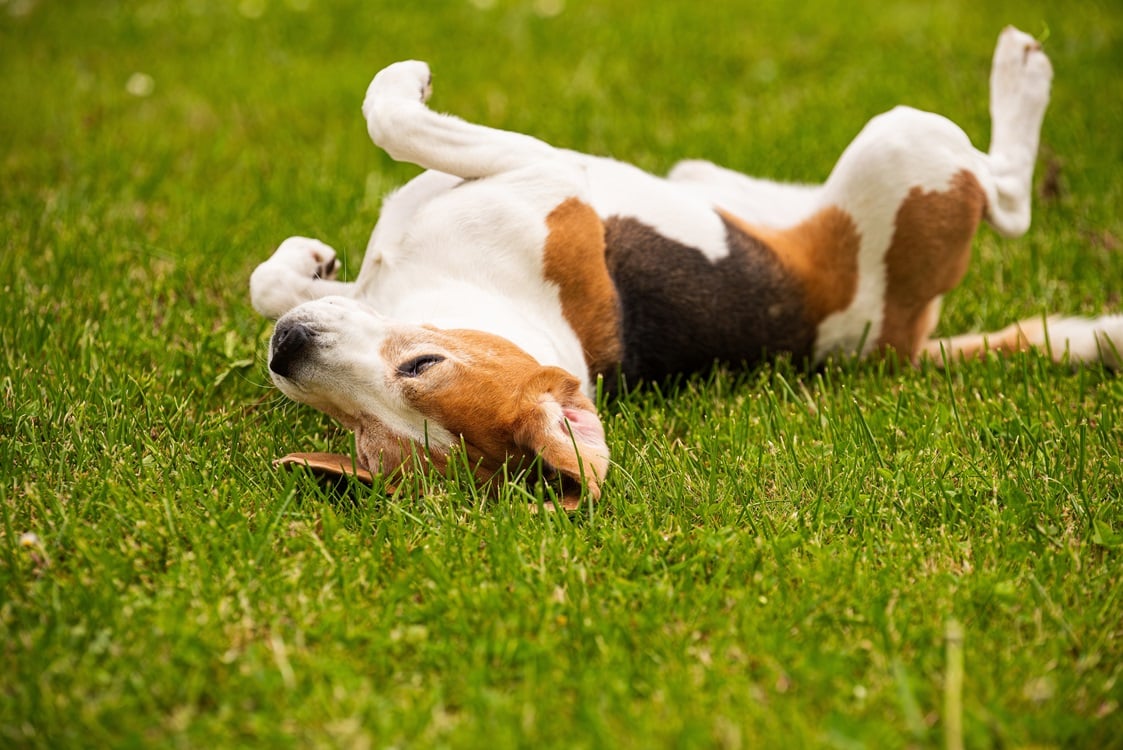 Why Do Dogs… - Acres 4 Dogs - Doggy Day Care