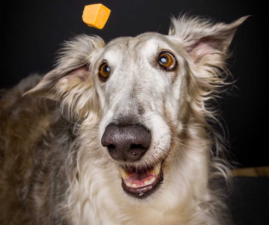 Why do dogs love cheese and is it safe? - Acres 4 Dogs